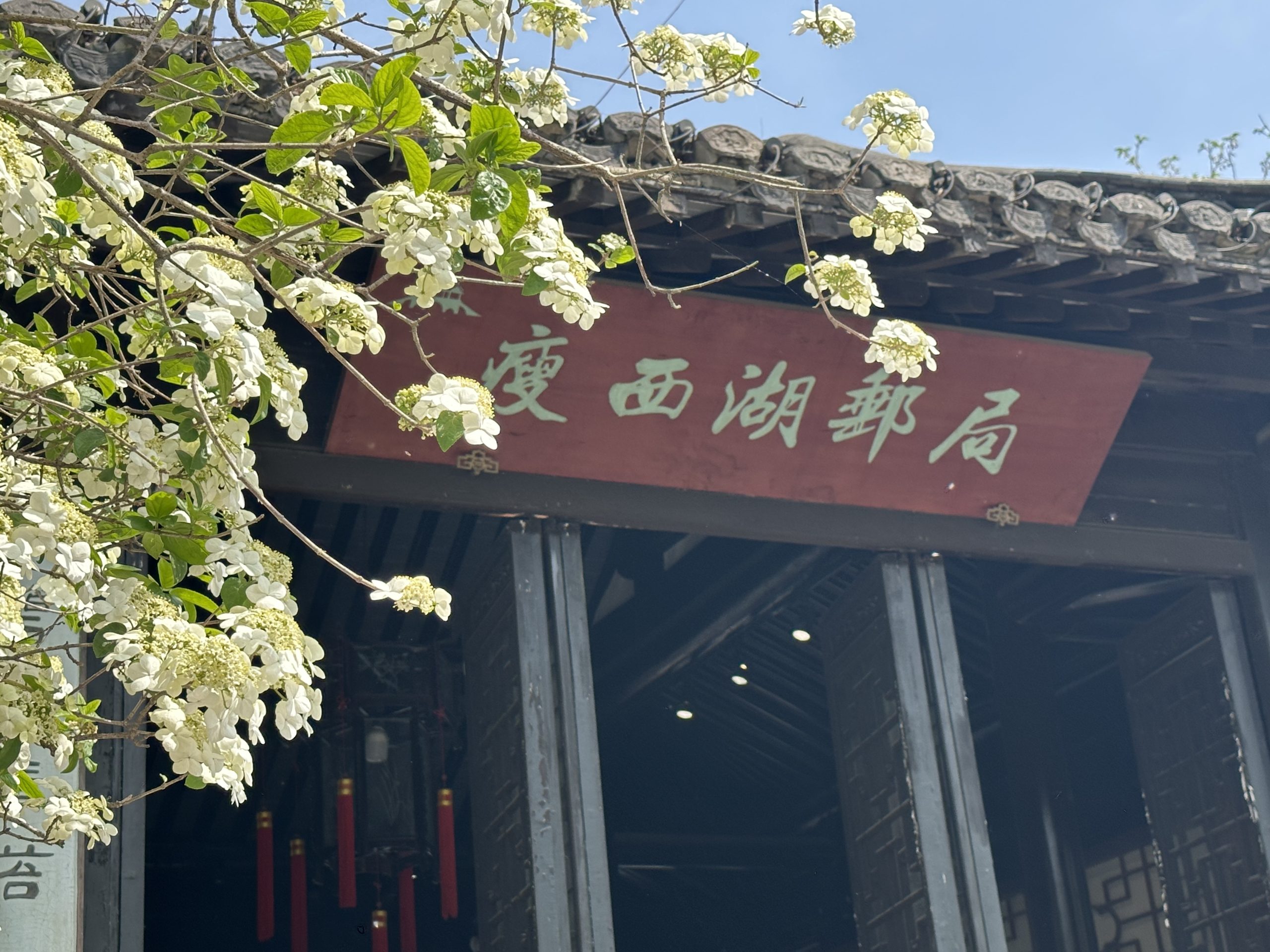 Spring Team Travel - YUU SPRING